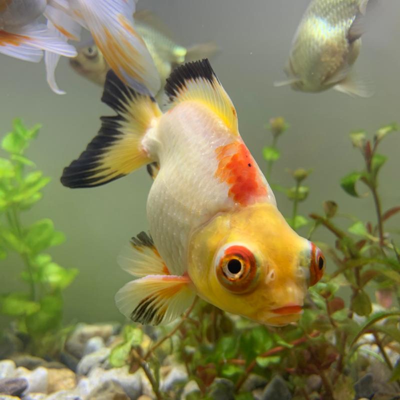 Calico Telescope Goldfish for Ponds & Aquariums