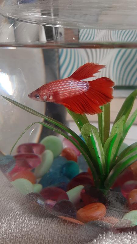 Imagitarium Male Deltatail Betta for Freshwater Aquariums