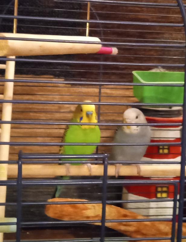 Blue Parakeets for Sale | Melopsittacus undulatus | Petco