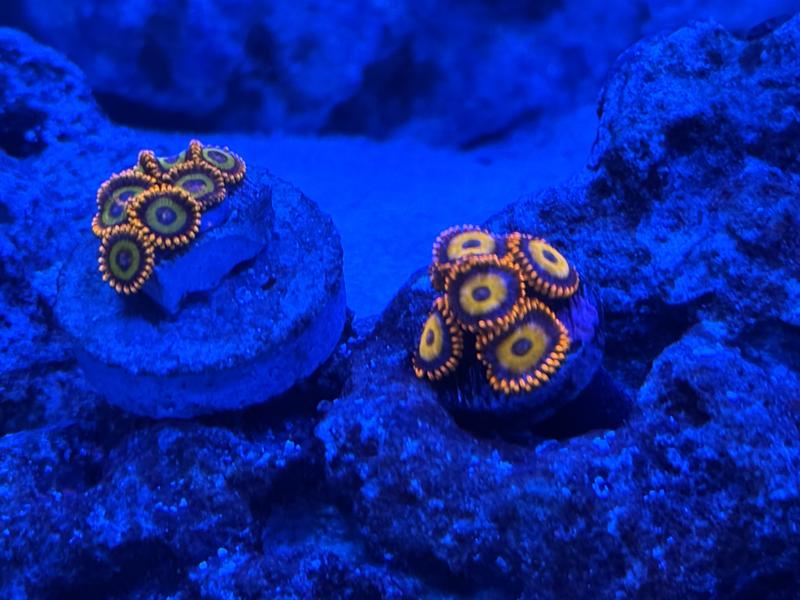 Piscine Energetics Frozen PE Calanus 4oz Blister Pack, 3.5 oz | Petco