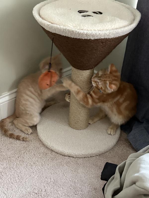 Max & Marlow Espresso Martini Cat Scratcher, 19.5" H | Petco