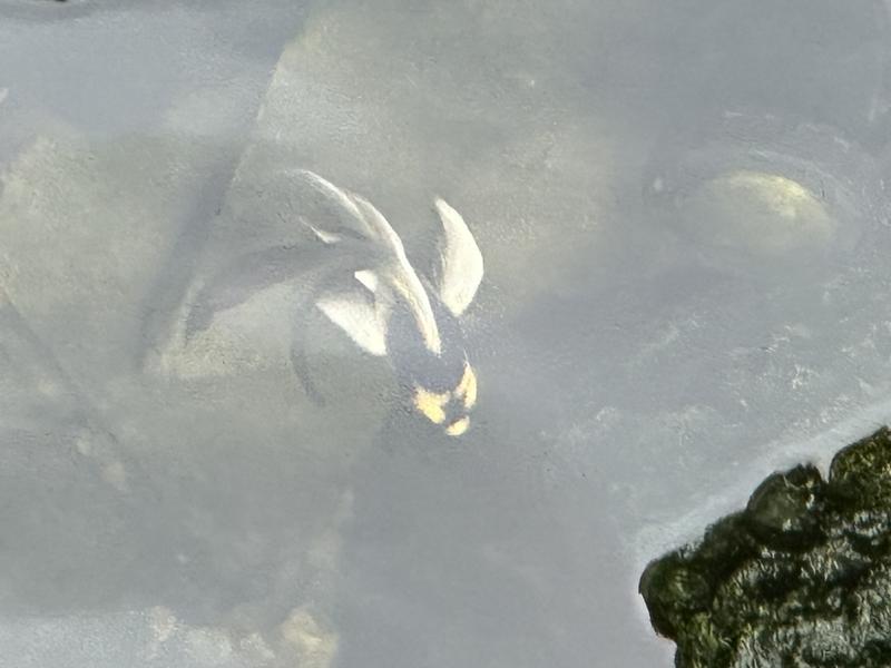 Mayan Butterfly Koi For Sale | Petco