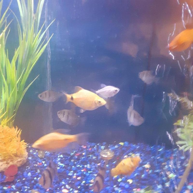 Neon Rosy Barb For Sale | Petco