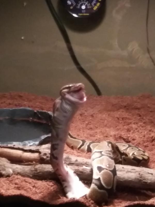 Frozen Fuzzy Rat, Count of 10 | Petco