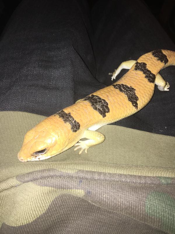 Peter's Banded Skink: Agile & Hardy Desert Lizard