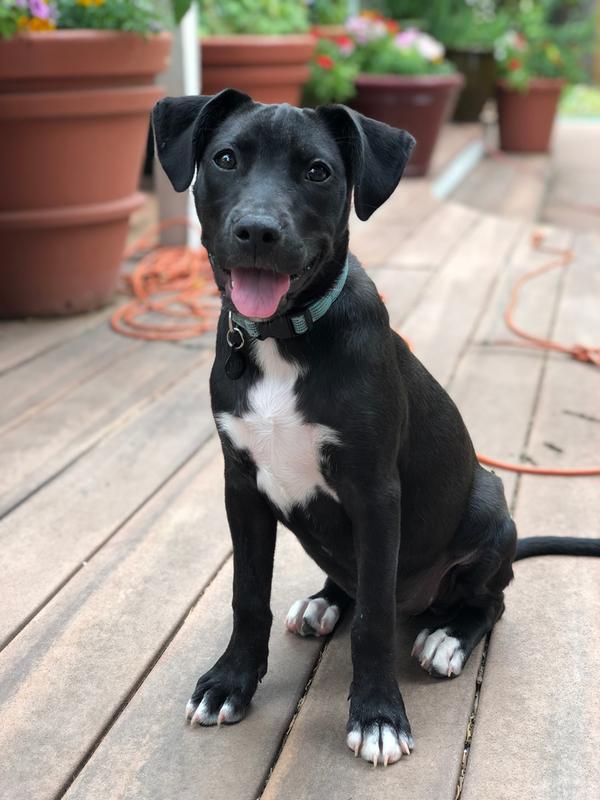 Leaps & Bounds Little Chews Treat Dispenser Ball Puppy Toy, Small | Petco