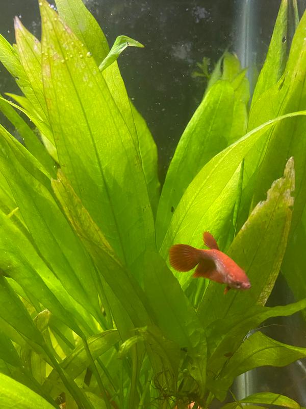 Red Female Veiltail Betta Fish for Sale: Order Online | Petco