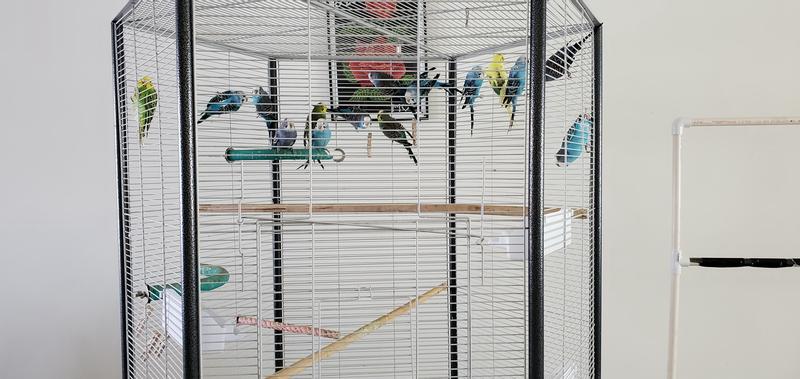 Parakeets for Sale | Buy Fancy Rare Parakeets/Budgies for Sale | Petco