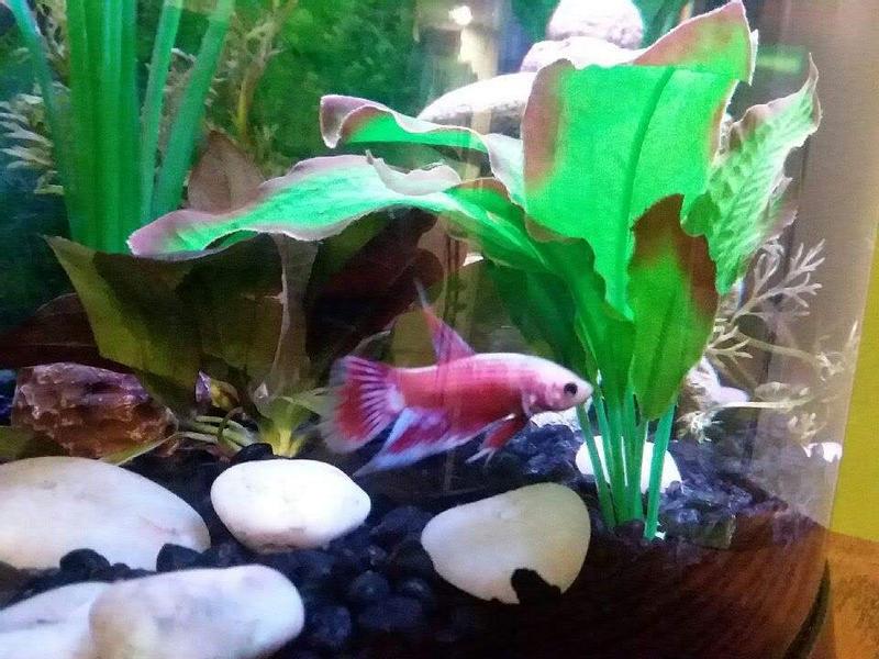 Imagitarium Baby Boy Betta Fish for Freshwater Aquariums