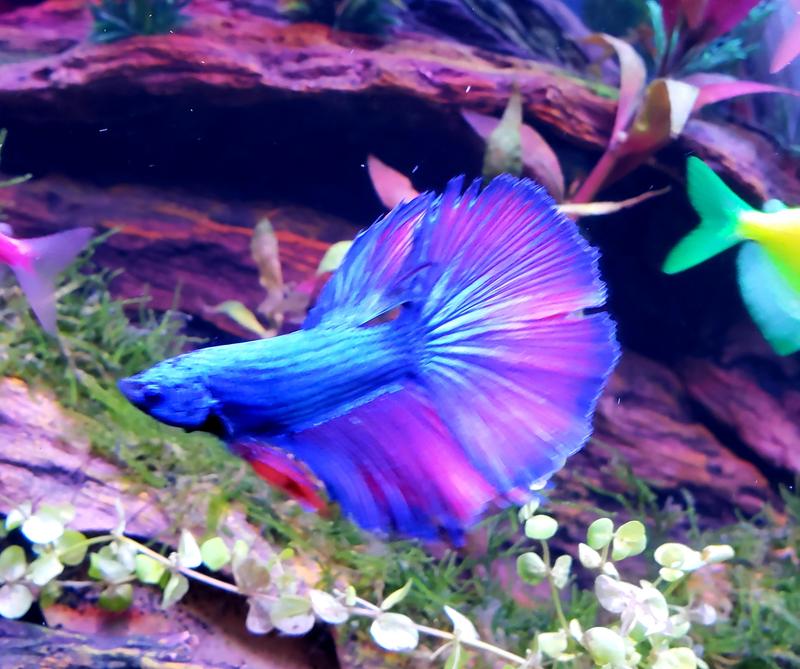 Male Paradise Betta for Sale: Order Online | Petco