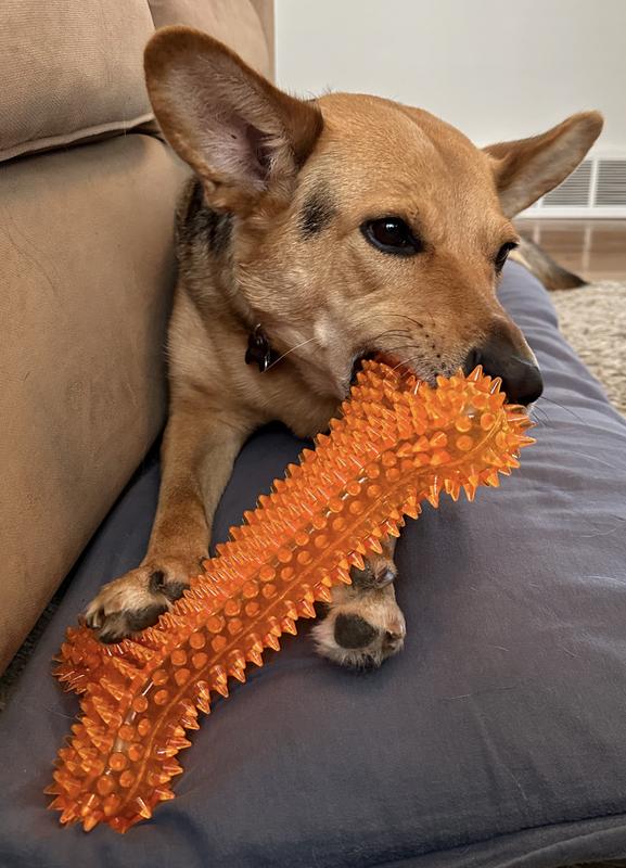 Leaps & Bounds Spiny Bone Assorted Chew Toy for Dogs, Small | Petco