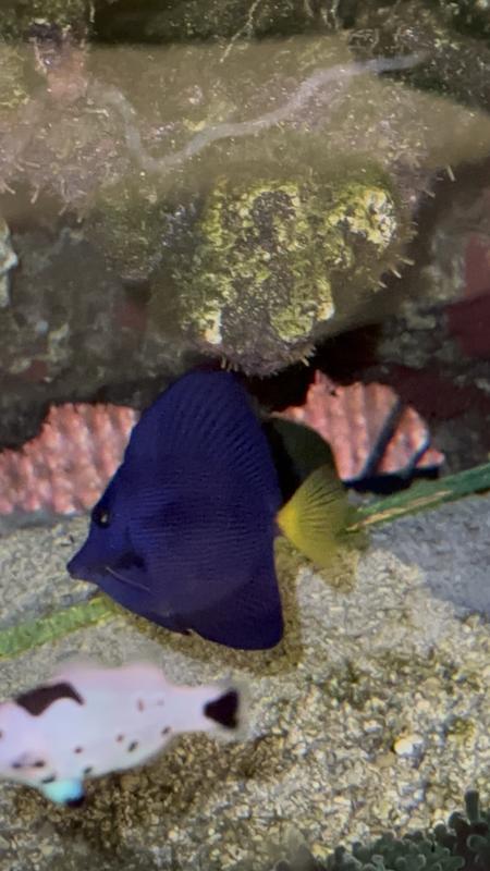 Red Sea Purple Tang For Sale - Small | Petco