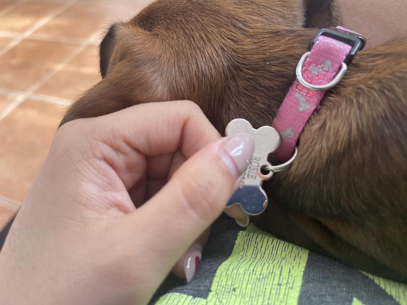 Quick-Tag Epoxy Bone Personalized Engraved Pet ID Tag, Neon Pink, Small ...