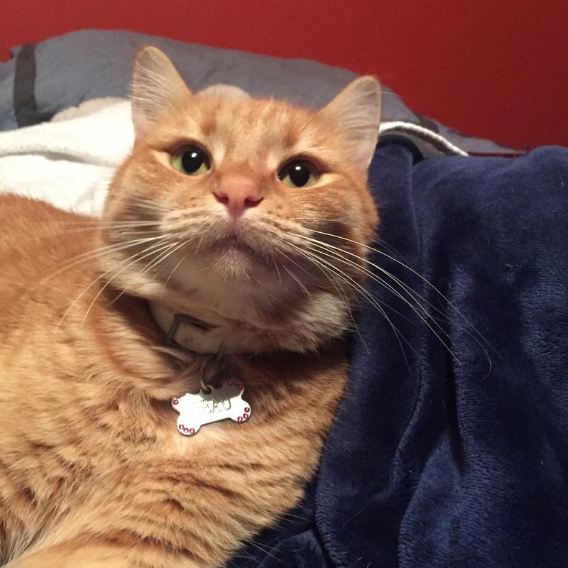 Quick-Tag Crystal Bone Personalized Engraved Pet ID Tag, Black w/Clear ...