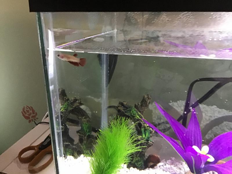 Baby Betta Fish For Sale | Petco