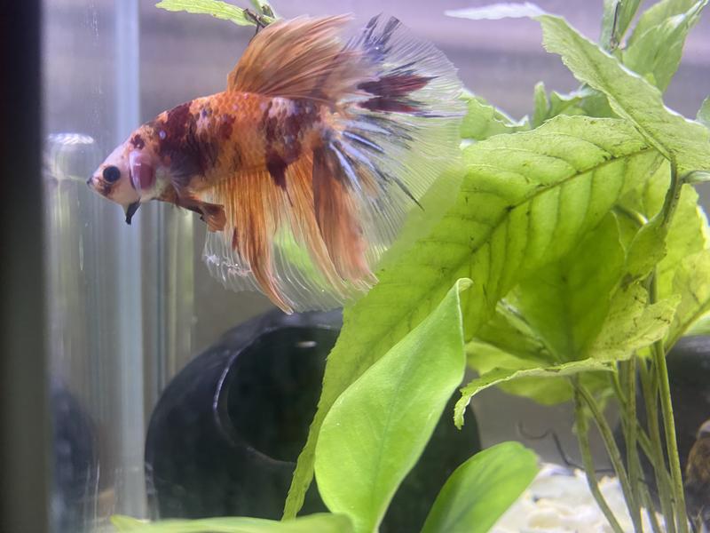 Imagitarium Male Tangerine Koi Betta Fish for Freshwater Tanks
