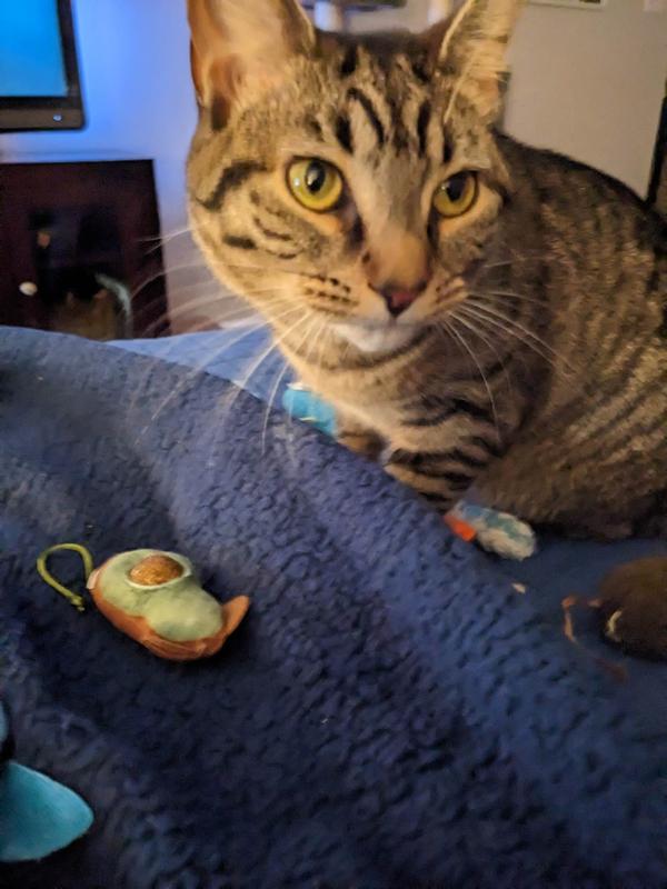 Leaps & Bounds Plush Mouse with Compressed Catnip Cat Toy | Petco