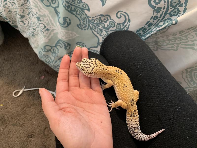 Petco On Twitter: "#DidYouKnow Leopard Geckos Shake Their Tails When ...