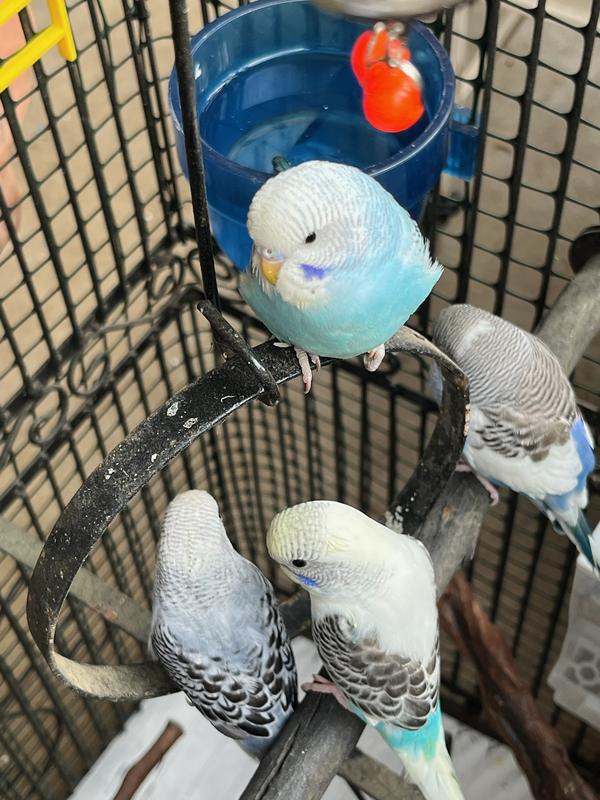 Blue Parakeets for Sale | Melopsittacus undulatus | Petco