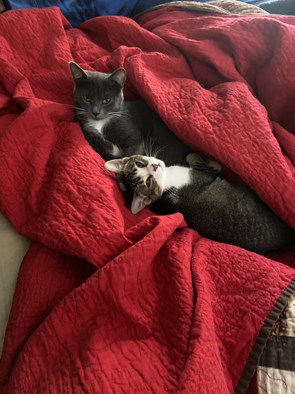 World's Best Multi-Cat Corn Clumping Litter, Unscented 8 lbs