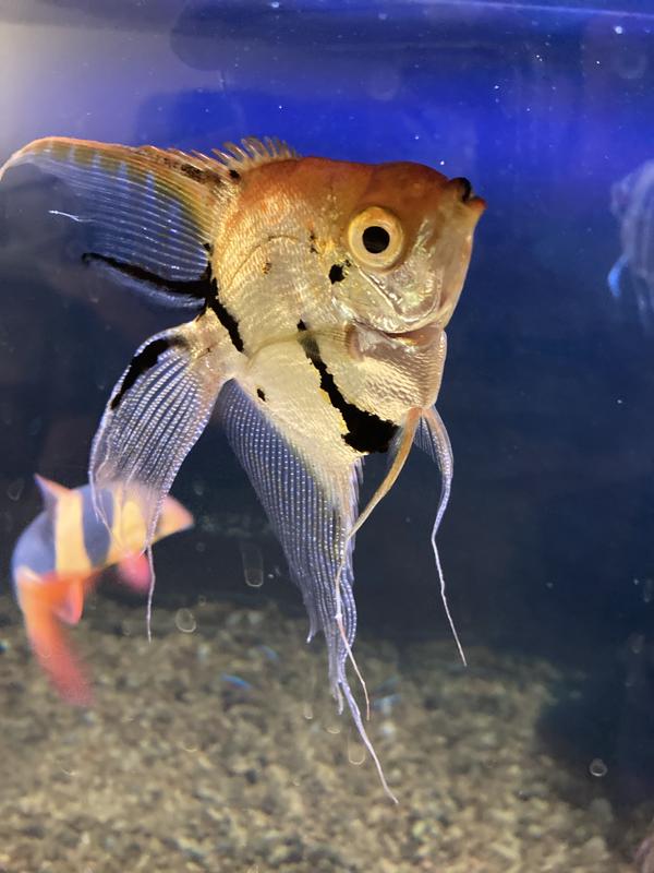 Petco Freshwater Tricolor Angelfish - Easy Care & Vibrant