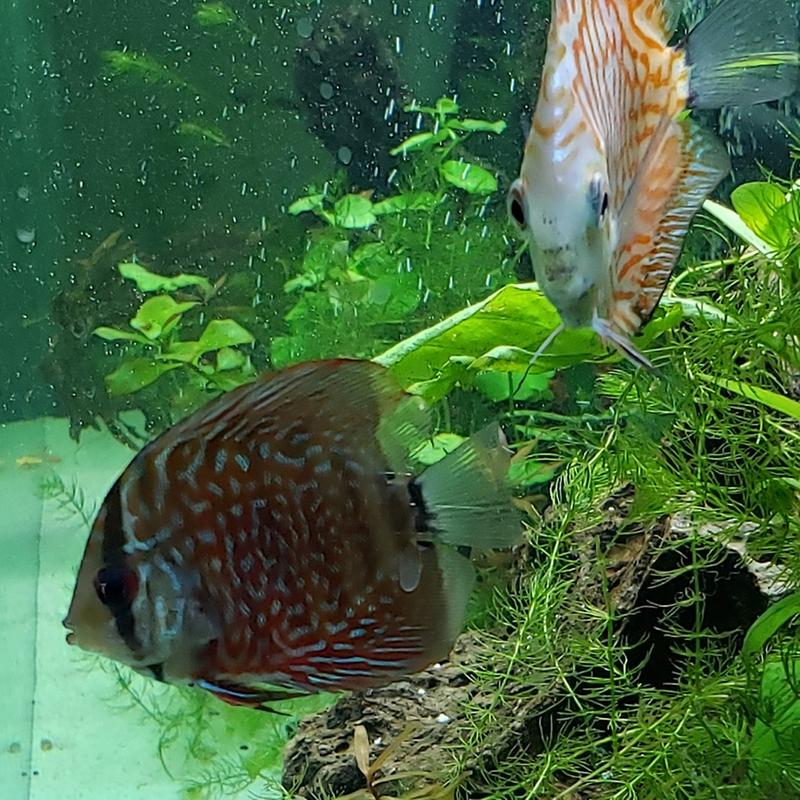 Imagitarium Nitrate Filter Media, 10" x 18" | Petco