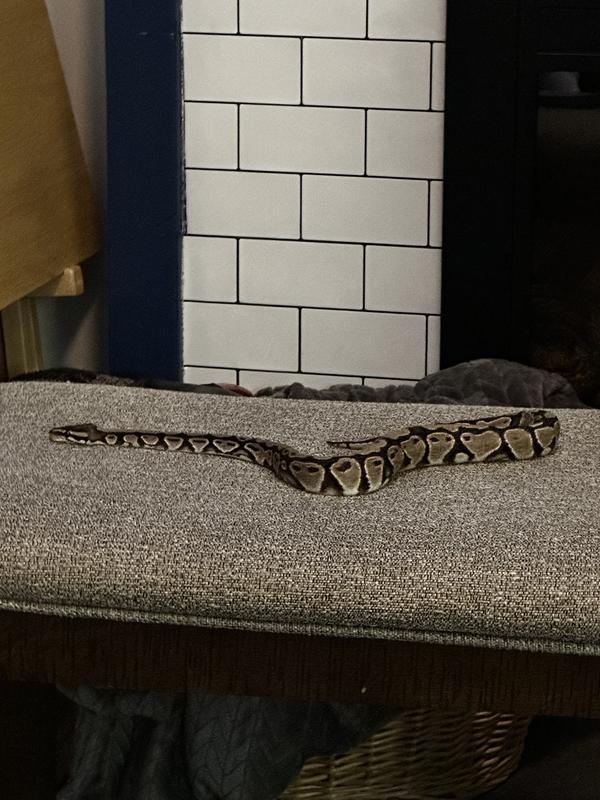 Ball Pythons for Sale | Python regius | Petco