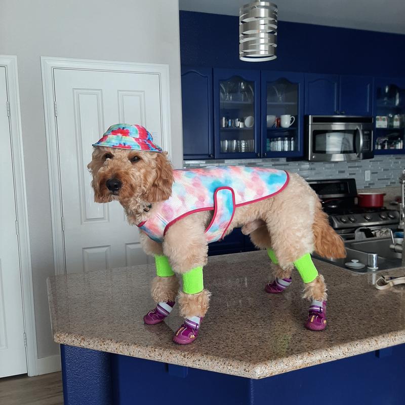 Petco Water-Resistant Cooling Watercolor Vest for Dogs | Canadian Tire