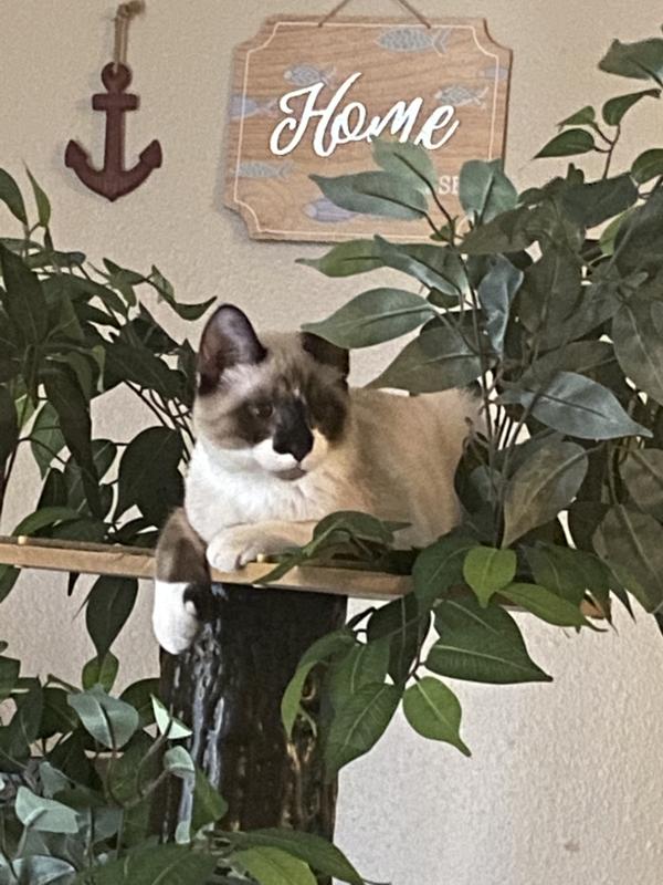 On2Pets Seasons Square Cat Tree, Plum, 60" H | Petco