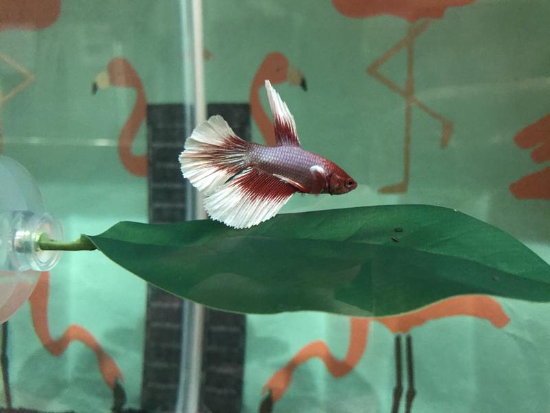 Pink Orchid Betta For Sale - Male | Petco
