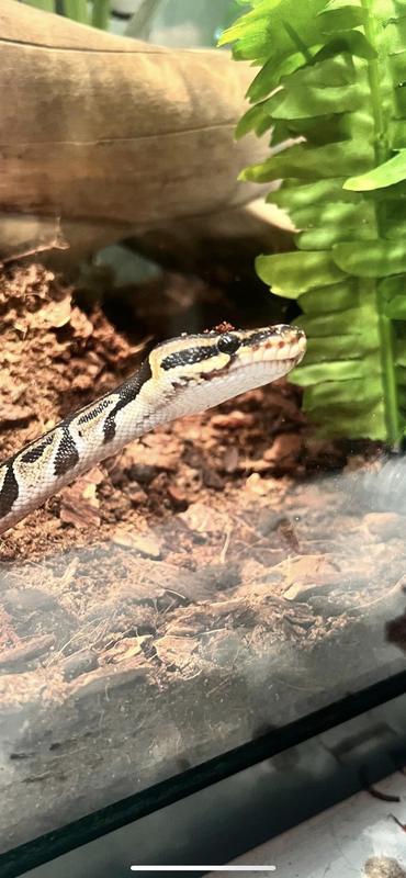 Ball Pythons for Sale | Python regius | Petco