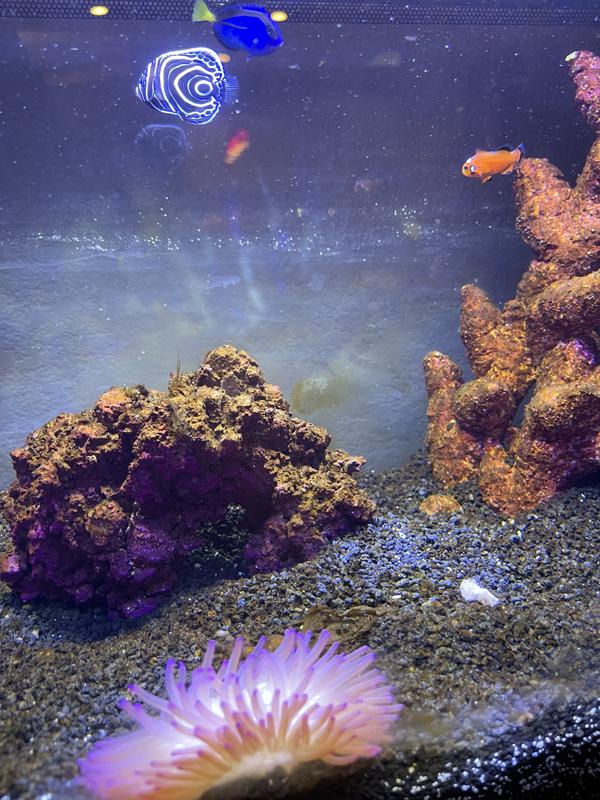 Emperor Angelfish, Juvenile For Sale - Small | Petco