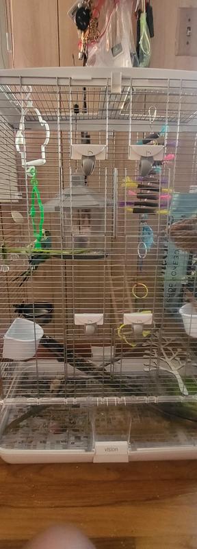 Blue Parakeets for Sale | Melopsittacus undulatus | Petco