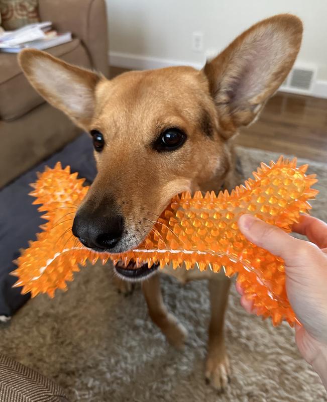 Leaps & Bounds Spiny Bone Assorted Chew Toy for Dogs, Large | Petco