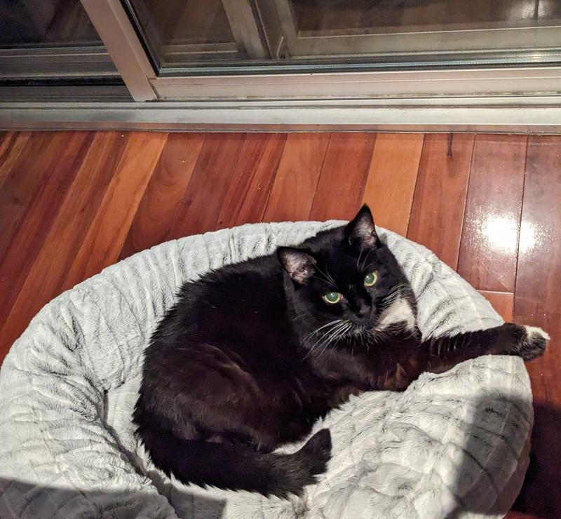 EveryYay Large Faux Fur Spec Cat Bed, 27" L X 16" W X 7" H | Petco