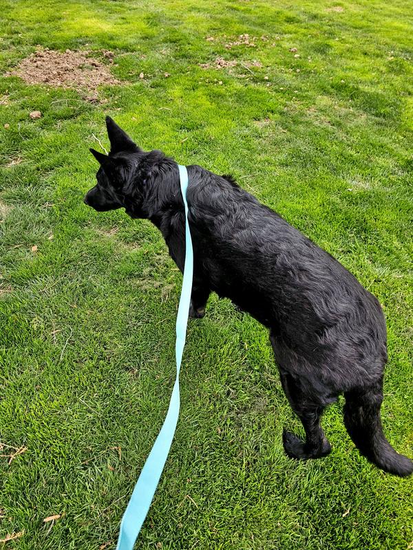 YOULY Turquoise Dog Lead, 6 ft., Medium | Petco