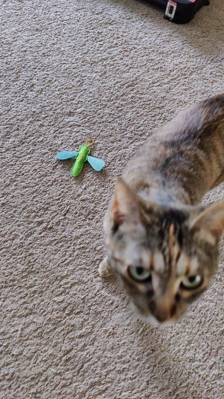 Leaps & Bounds Flinger-Style Dragonfly Cat Toy, X-Small | Petco