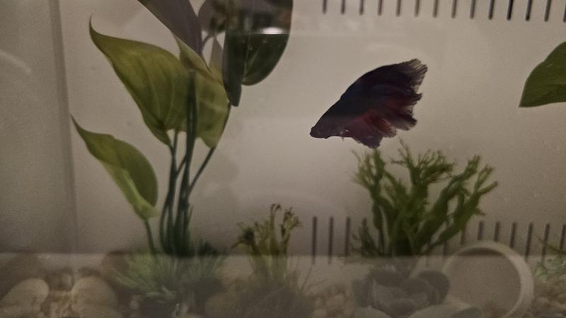 Floating Java Moss Ball with Plant For Sale | Petco