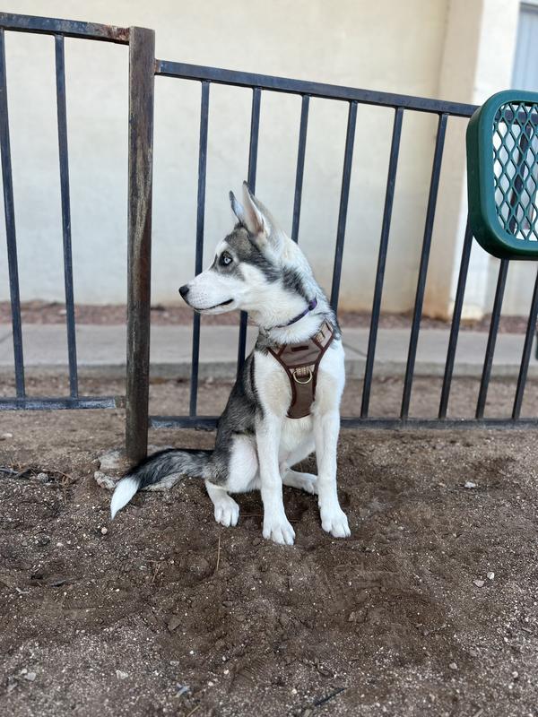 Reddy Tan Canvas Dog Harness, Large | Petco