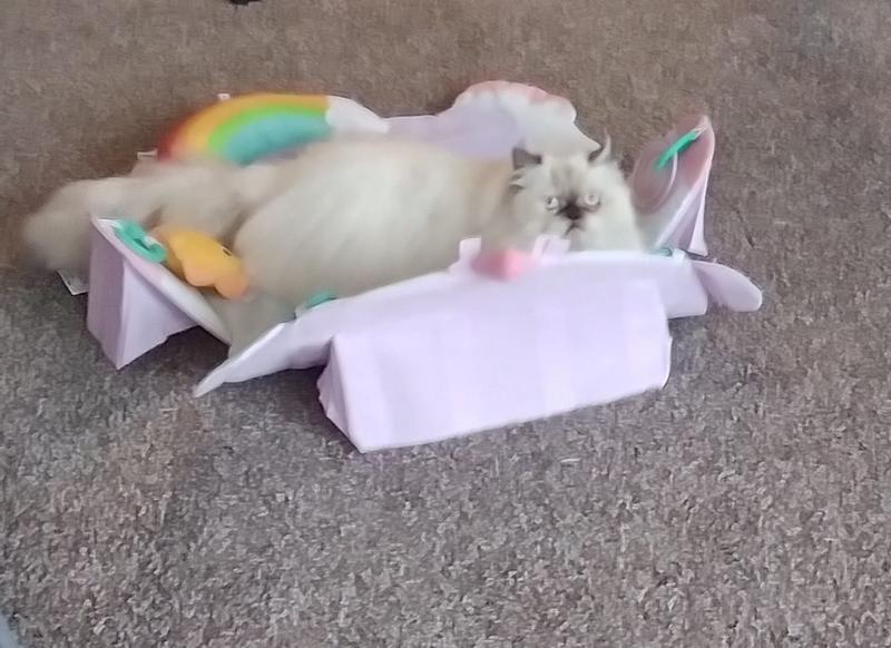 So Phresh Charcoal Shatter Shield High-Back Cat Litter Box, 18.5" L X ...