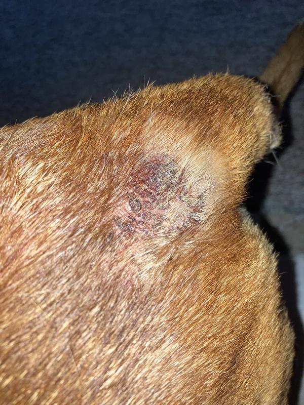 WholeHearted Grain Free All Life Stages Beef & Pea Formula Dry Dog Food ...