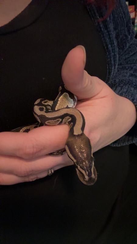 Ball Pythons for Sale | Python regius | Petco