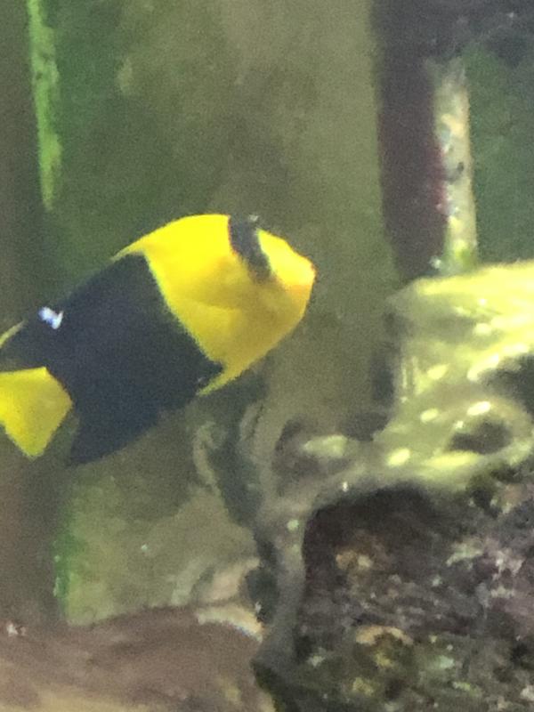 Petco Marine Bicolor Angelfish - Hardy & Colorful Fish