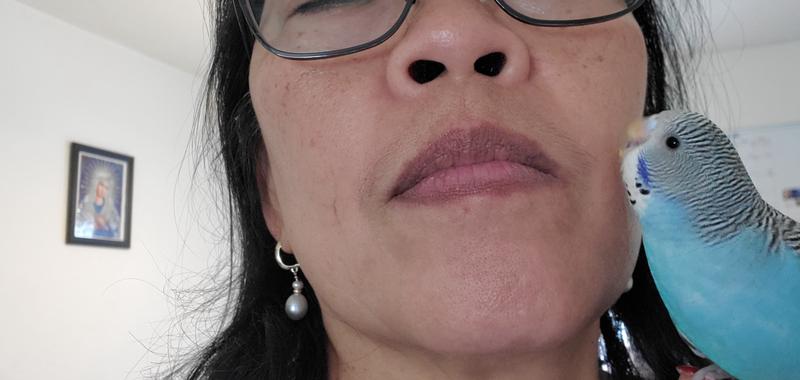 Parakeets for Sale | Buy Fancy Rare Parakeets/Budgies for Sale | Petco