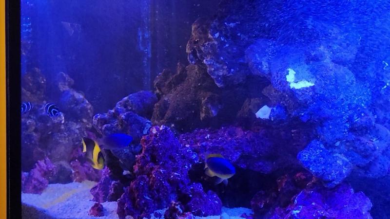 Petco Marine Bicolor Angelfish - Hardy & Colorful Fish