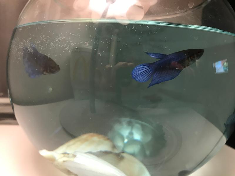 Imagitarium Female Blue Veiltail Betta for Freshwater Tanks