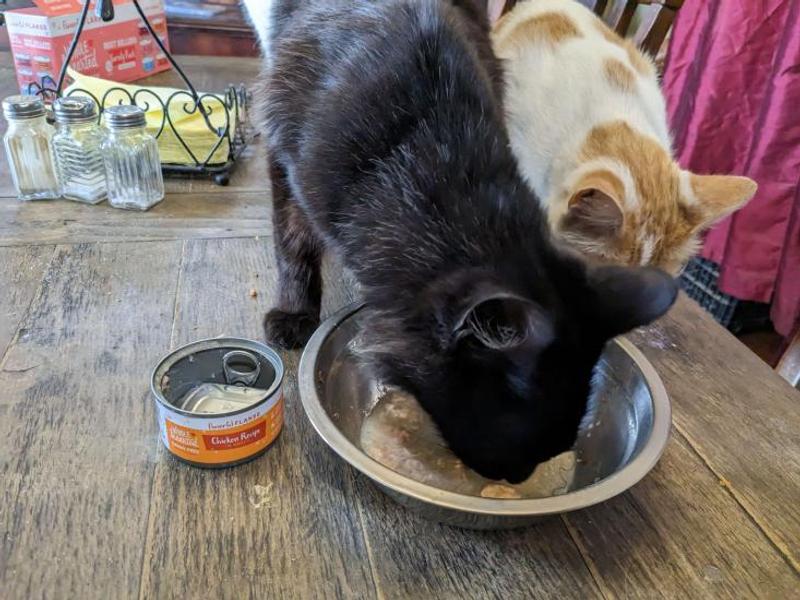 WholeHearted Grain Free Best Sellers Flakes Wet Cat Food Variety Pack ...