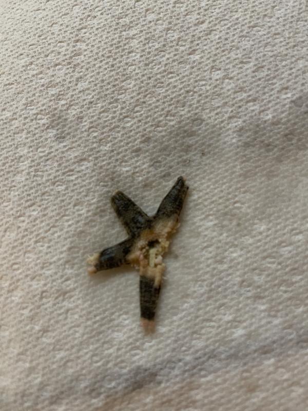 Sand Sifting Sea Star For Sale | Petco