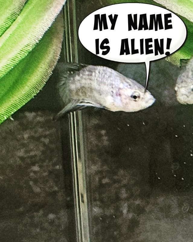 Imagitarium Green Alien Betta Fish: Easy-Care & Colorful