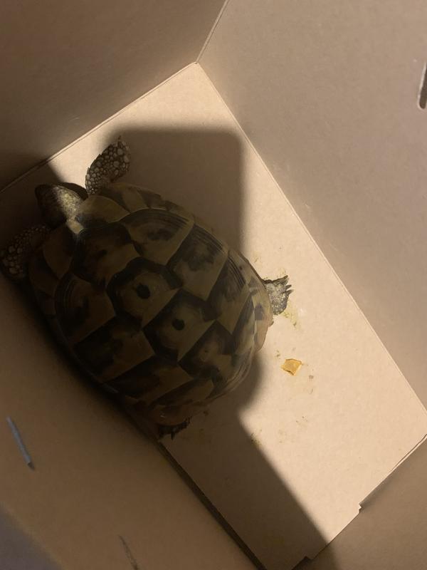 Hermann's Tortoise For Sale | Petco